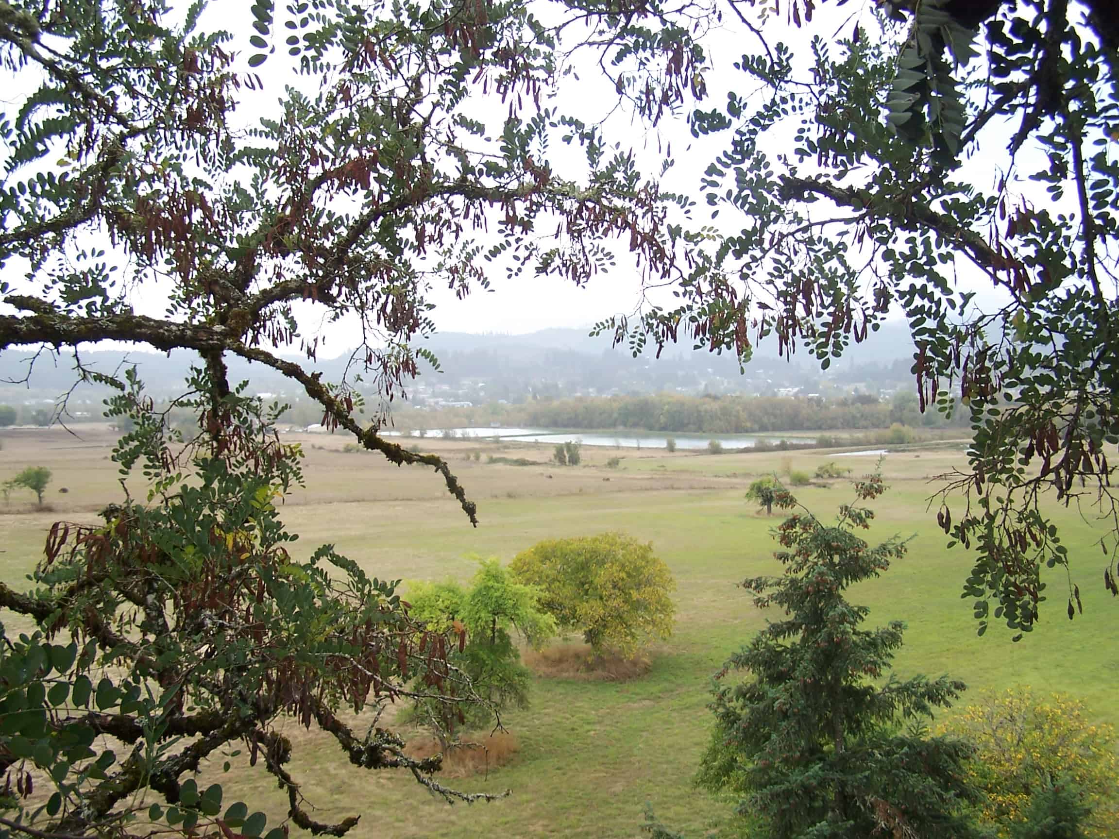 Non-profit Tree and Shrub Care - Sperry Tree Care