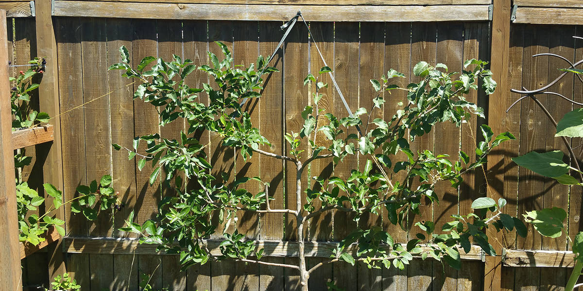 CABLING AND BRACING SUPPORT SYSTEMS - Sperry Tree Care