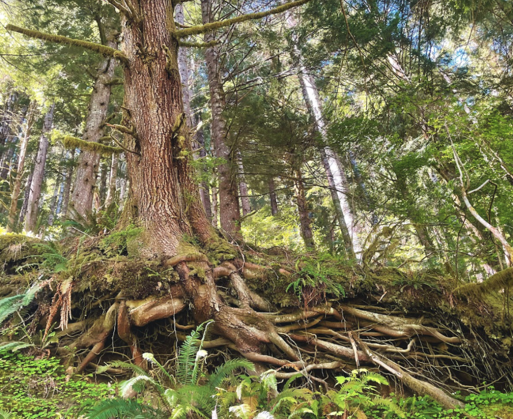 7 Ways Trees Improve Your Quality of Life - Sperry Tree Care