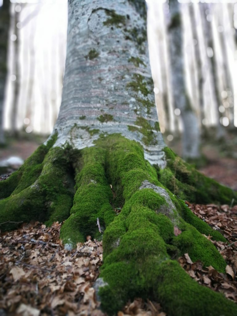 Tree Roots vs. Your FOundation - Sperry Tree Care